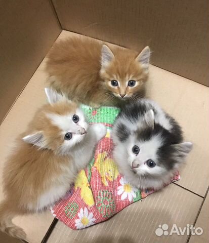 Отдам котят