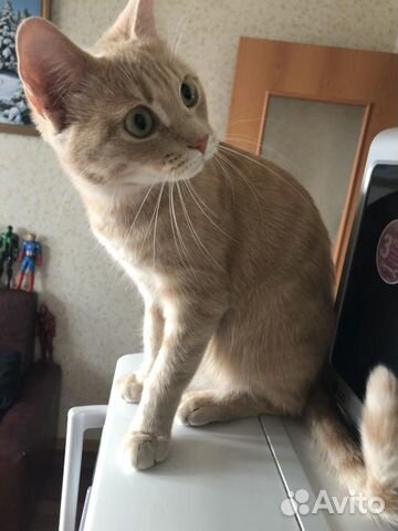 Кошечка