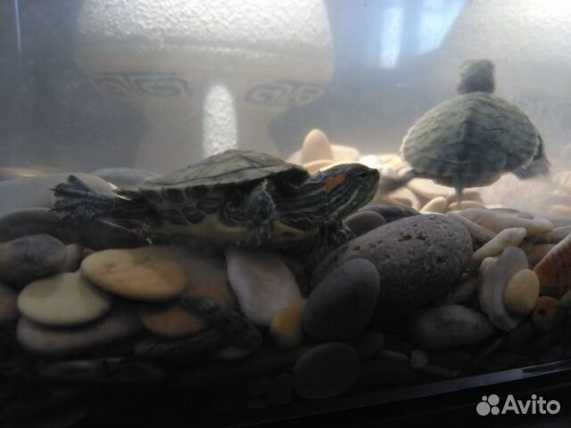 Отдам малюсек-черепашек в добрые руки)
