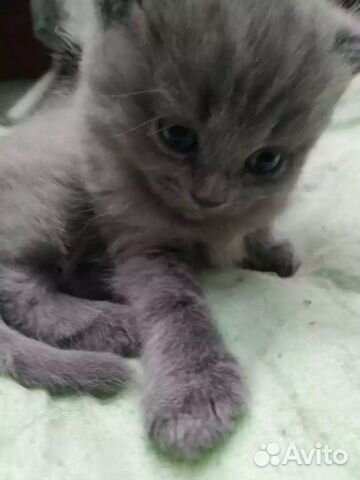 Русская голубая