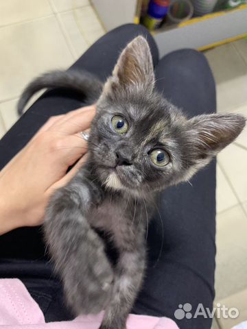 Котенок (помесь с британцем)