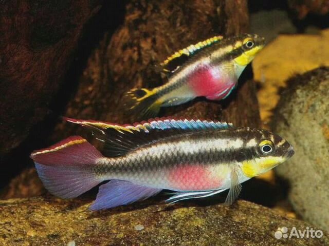 Рыбки пельвикахромис (попугайчики)