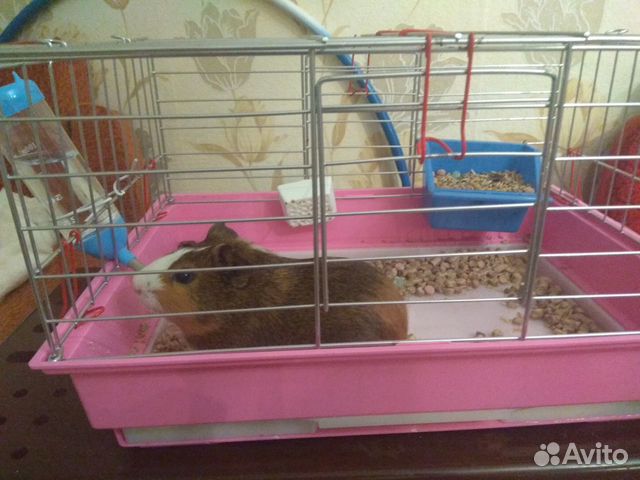 Отдадим морскую свинку