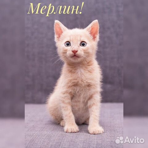 Котята в дар