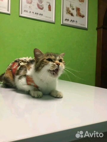 Кошка, британка,5 лет