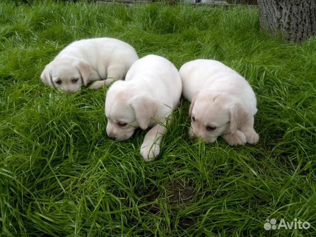Чистокровные щенки Лабрадора