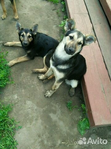 Девочки 4,5 мес. Похожи на овчарок