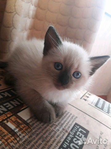 Продадим котенка породы священная Бирма