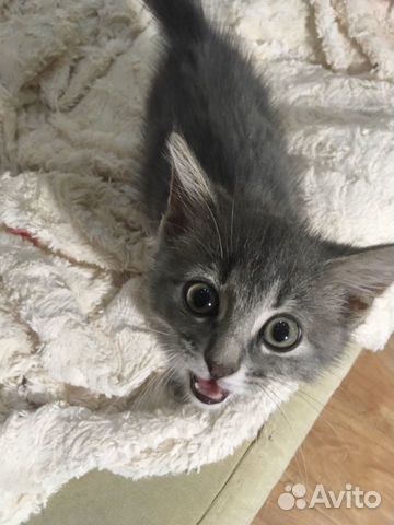 Котенок серый
