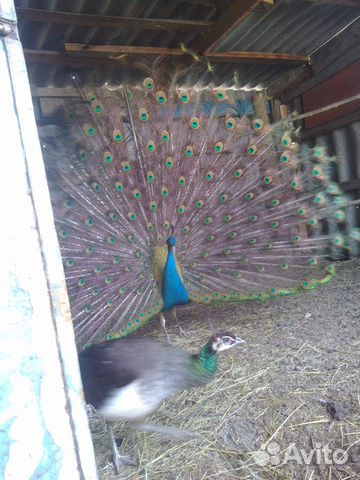 Продам павлинов