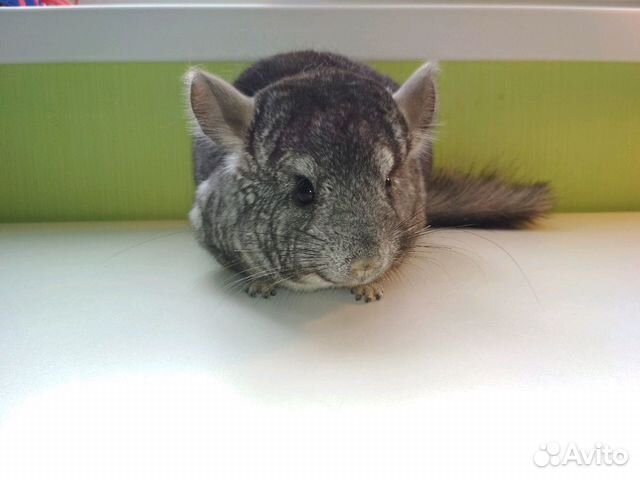 Шиншилла, мальчик, эбони светлый, 67 носитель фиол