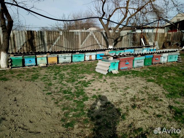 Продаю пчел