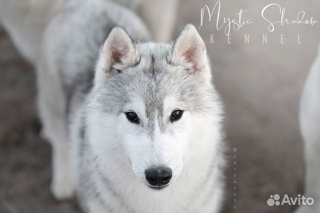 Красивый самец (щенок) сибирский хаски (питомник)