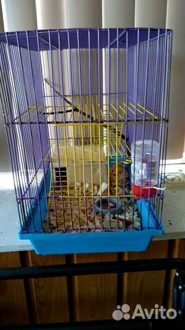 Джунгарские хомяки с клеткой