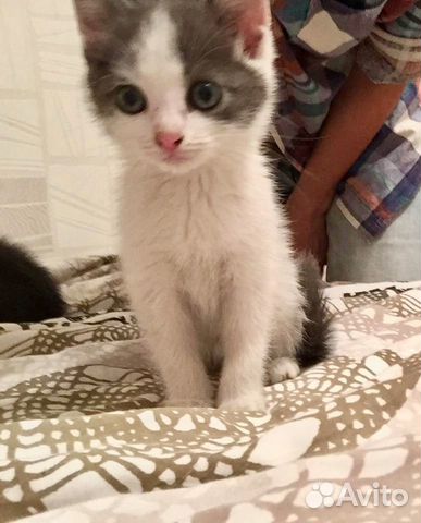 Котенок Девочка бело-серая, 1 месяц. Крошка ласков