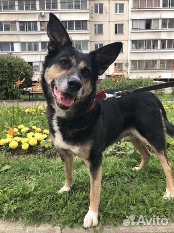 Восточноевропейская овчарка Альма в добрые руки