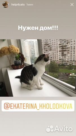 Отдам котенка 4-5 месяцев