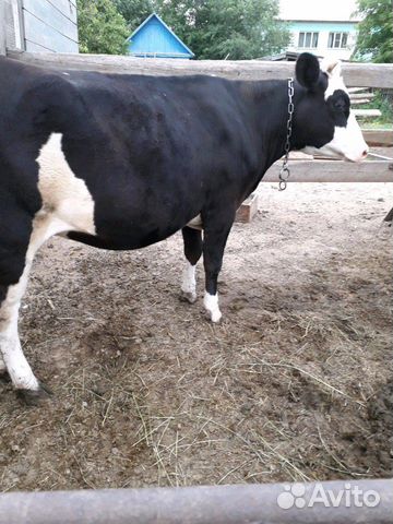 Телка стельная