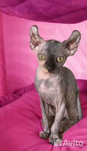 Эльф девочка