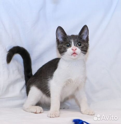 Марвин - маленький красавчик в дар