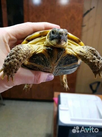 Сухопутная черепаха