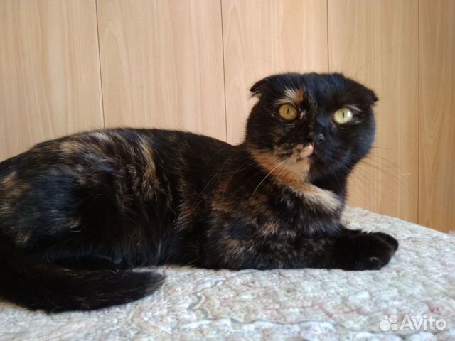 Кошка Марго ищет дом