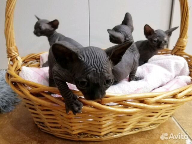 Канадский сфинкс (Canadian Sphynx)