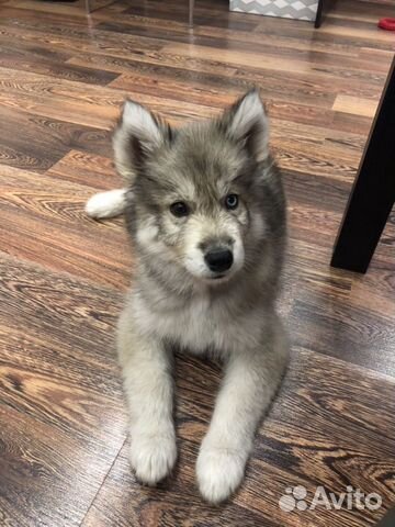 Хаски щенок