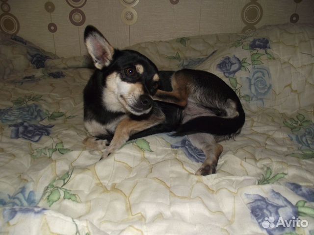 Новая семья собачке с печальной историей