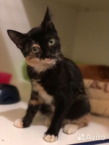 Котенок девочка 5,5 мес