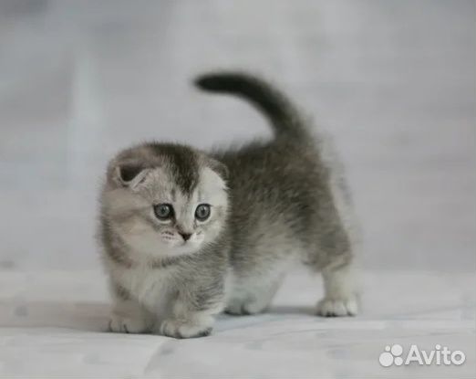 Коротколапый котенок манчкин скотиш килт