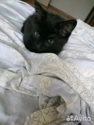 Котенок
