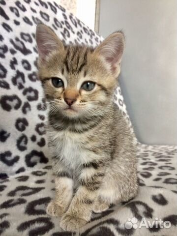 Милая котодевочка