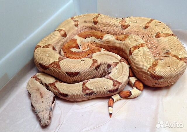 Продажа: Императорский удав самец Boa constrictor