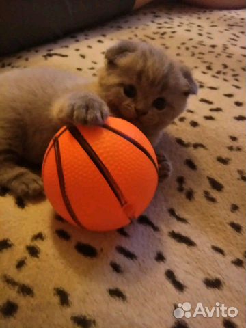 Веслоухая британочка