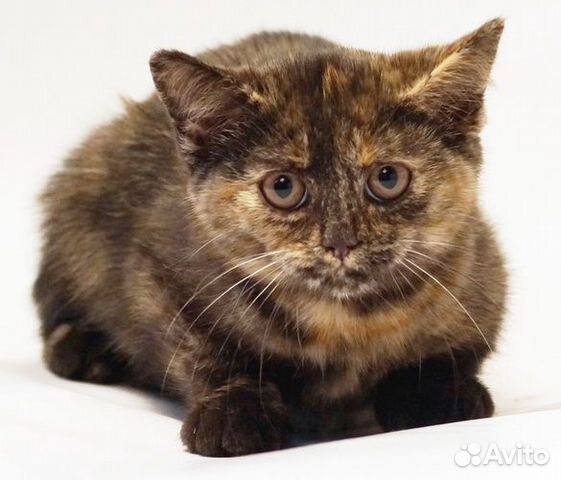 Две симпатичные кошечки