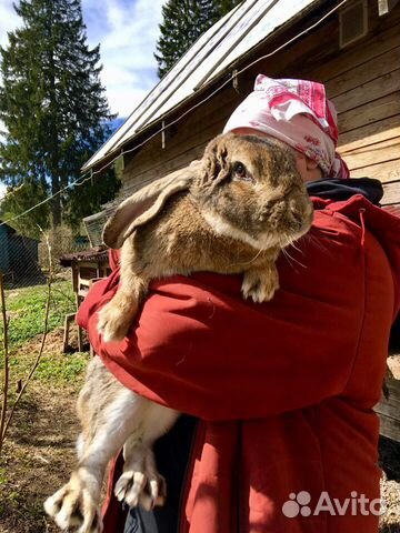 Кролики сукрольные самки