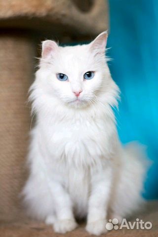 Голубоглазая блондинка