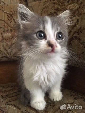 Котёнок 8 недель