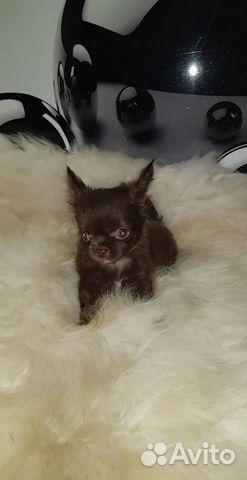 Щенки чихуахуа