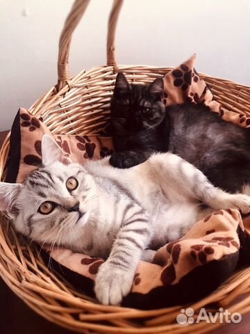 Породистые британские котята