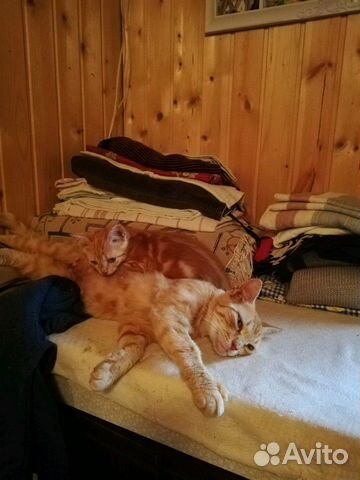 В добрые руки