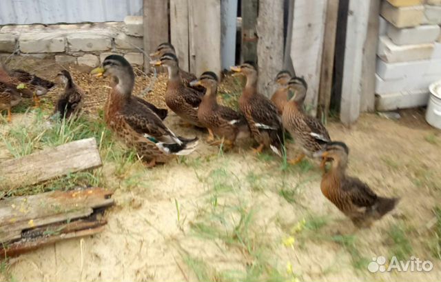 Продаюся подсадные утки (для охоты) молодняк