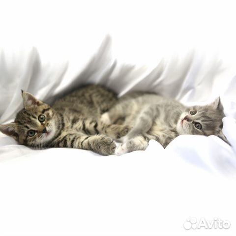 Игривые ласковые котята