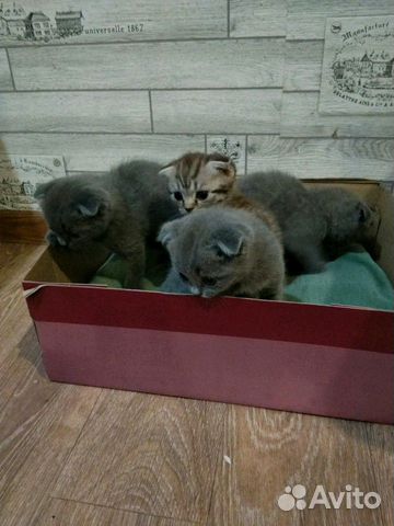Шотландские вислоухие красавцы