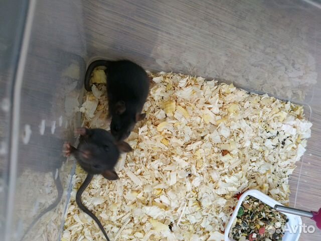 Малыши крысята