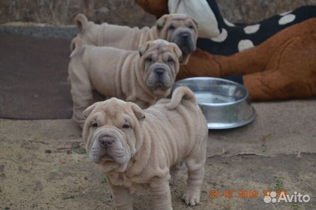 Чистокровные Шарпеи