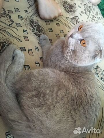 Вислоухий британец. Кот