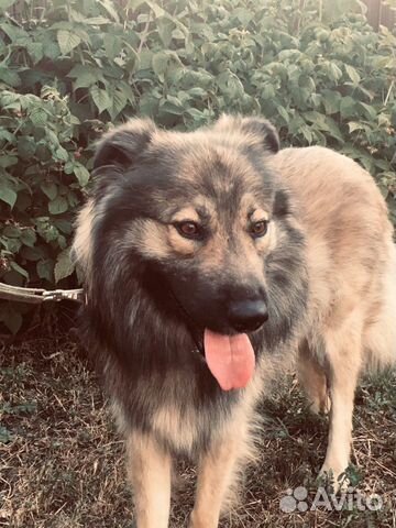 Михей ищет дом