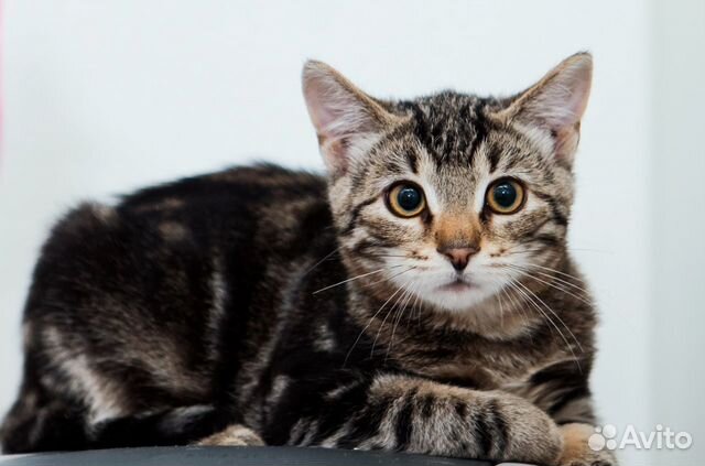 Котенок Швондер в поисках дома